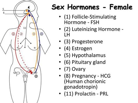 Ppt The Human Endocrine System Powerpoint Presentation Free Download