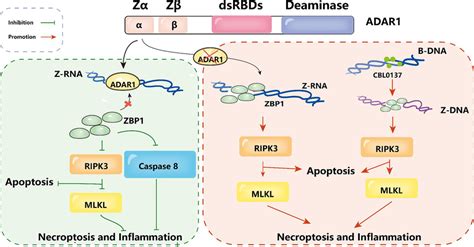 Function of ADAR1 Zα ADAR1 can promote A to I editing of endogenous