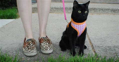 So I Taught My Cat To Walk On A Leash Album On Imgur