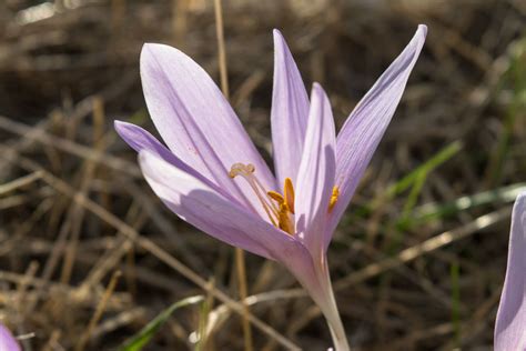 Mrazovac Colchicum Autumnale