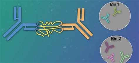 An Introduction To Epitope Binning Biotechniques