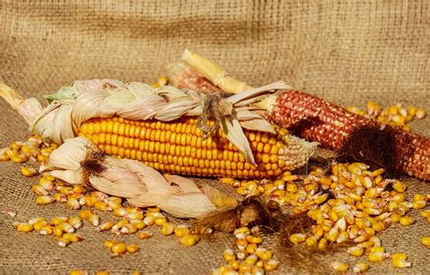 Principales Estados Agrícolas De México