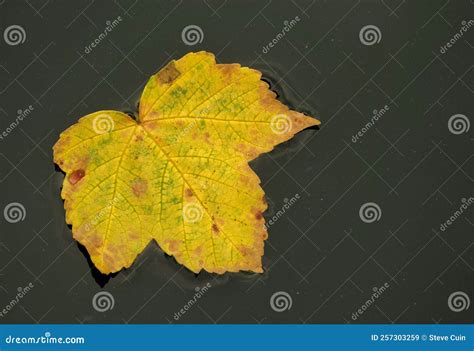 Floating Leaf Stock Image Image Of Abstract Leaf Floating 257303259