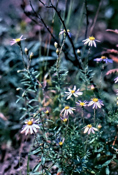 Heath Aster Feeds Insects Naturechirp