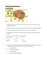 Understanding Cellular Respiration: Processes and Pathways | Course Hero