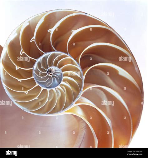 Nautilus Shell Close Up Of A Section Through The Shell Of A Nautilus