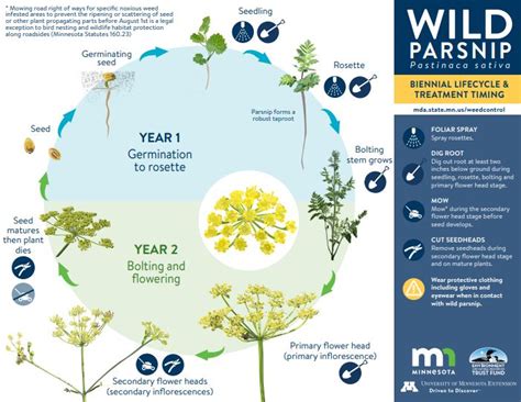 Wild Parsnip Resources Pesky Plant Trackers