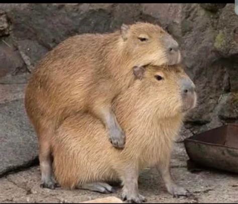 Capybaras Of All Time R Capycommunity