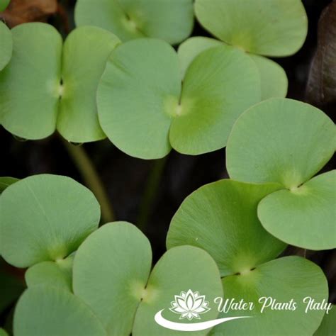 Regnellidium Diphyllum Vendita Piante Acquatiche Online Water