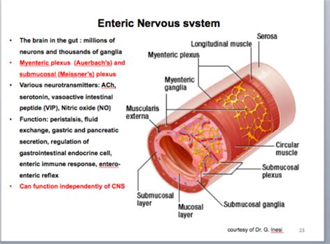 Bio 224 Exam 4 Flashcards Quizlet
