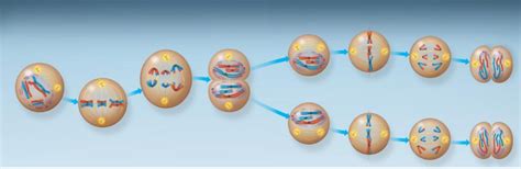 Ap Bio Ch 13 Meiosis Diagram Quizlet