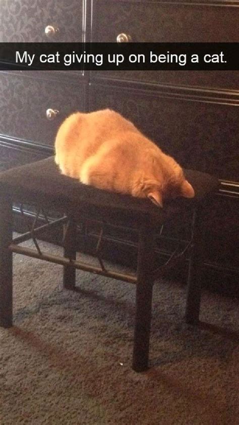 Cat Stoff Cat Memes Funny Cute Cats Funny Cats