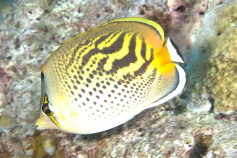 Dot And Dash × Spotbanded Butterflyfish Chaetodon Pelewensis ×