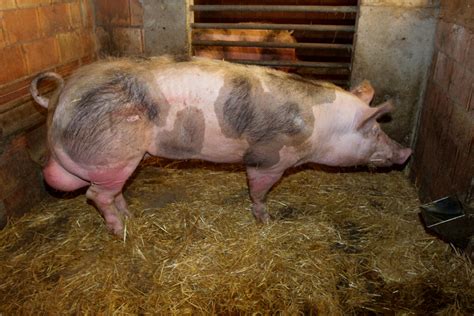 Wooden Materials Are Better Bedding Materials For Breeding Boars