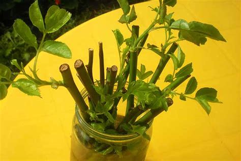 How To Grow Rose Plant Cuttings In Water Plant Ideas