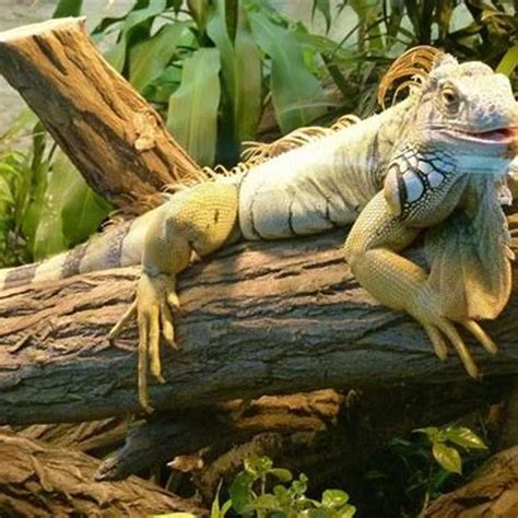 What Are Reptiles Habitat At Harry Richey Blog