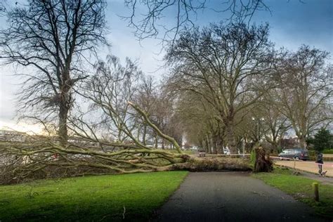 Huge Fallen Tree Blocking Path In Victoria Embankment Among 35 Reported Caused By Wind