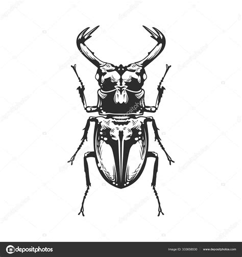Vector Engraving Insect Stock Vector By ©vecster 333658530