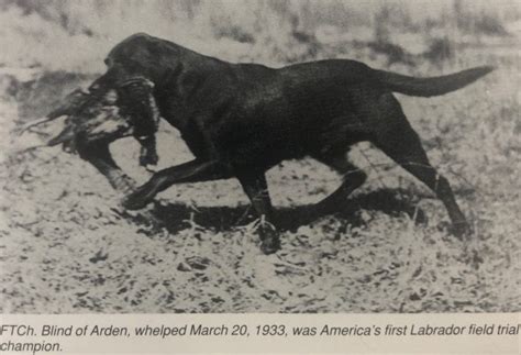1 Labrador Retriever Breeding Program Powerful Tradition