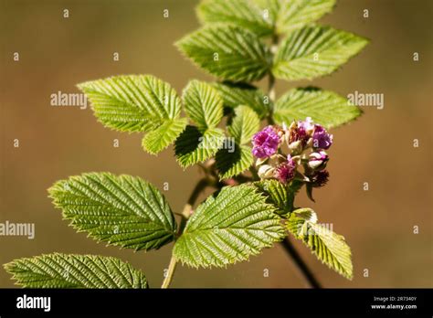 Wild Berry Plant Rubus Niveus Mysore Raspberry On Natural