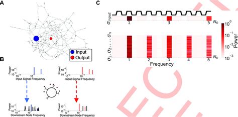 Effect Of Hub Oscillations On Downstream Nodes A Illustrative Example