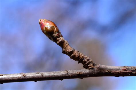 Budding Beauty Wave Hill
