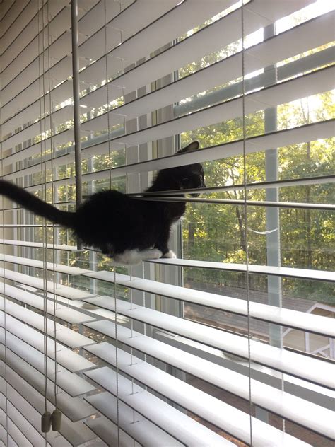 Funny Cats Sleeping In Weirdest Positions Ever Artofit