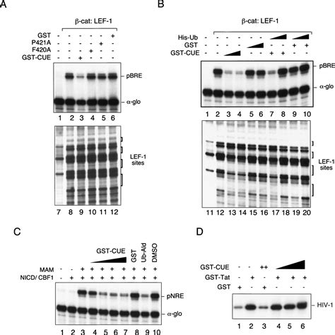 The Apc Tumor Suppressor Counteracts β Catenin Activation And H3k4
