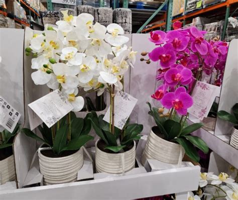 COSTCO ASIAN PRODUCTS Eat With Emily