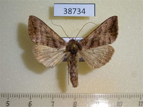 Noctuidae Anadevidia Peponis Primorye Fareastinsects
