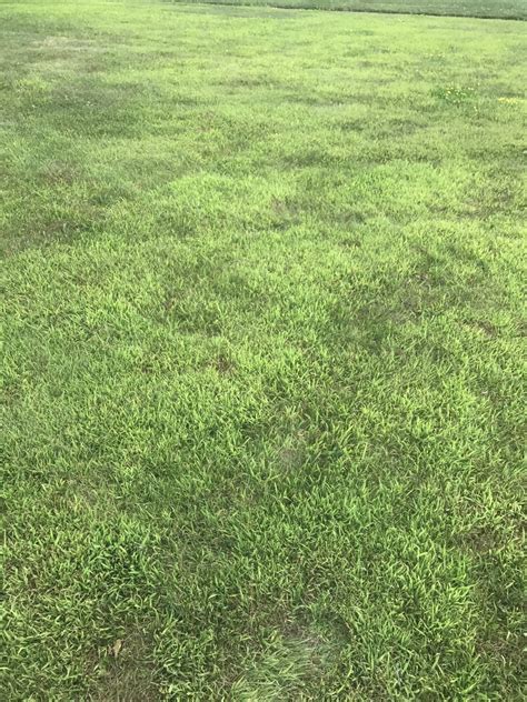 What Kinda Grass Is This Lawnsite™ Is The Largest And Most Active