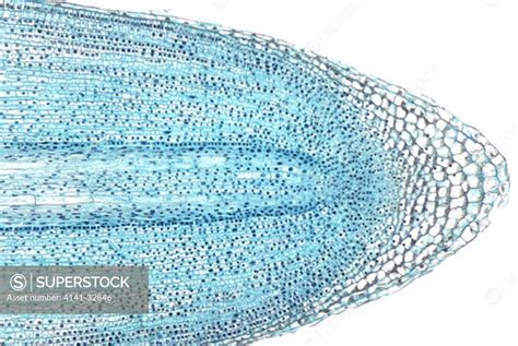 Root Tip Of Lily Lilium Sp Lateral Section Showing Apical Meristem