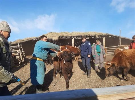 Малчны хот руу дайрсан чоно галзуу болох нь тогтоогджээ