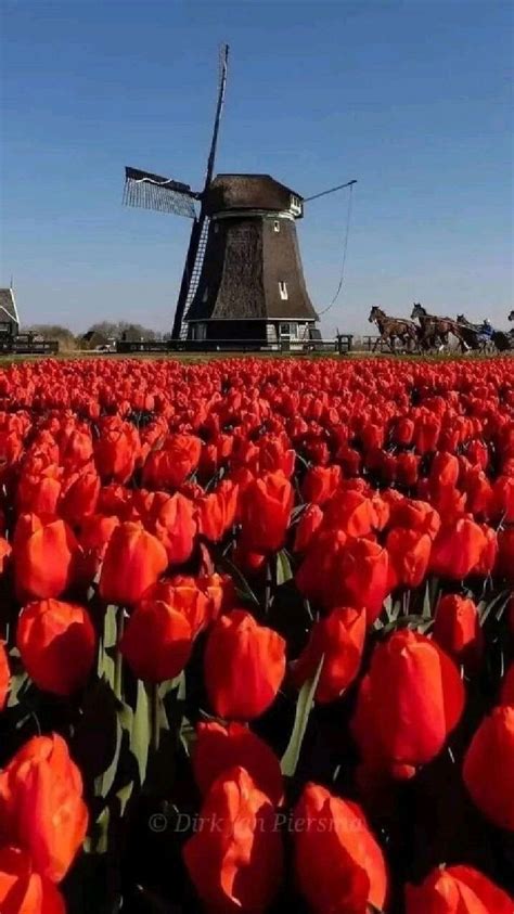 Stunning Purple and White Tulips in Full Bloom