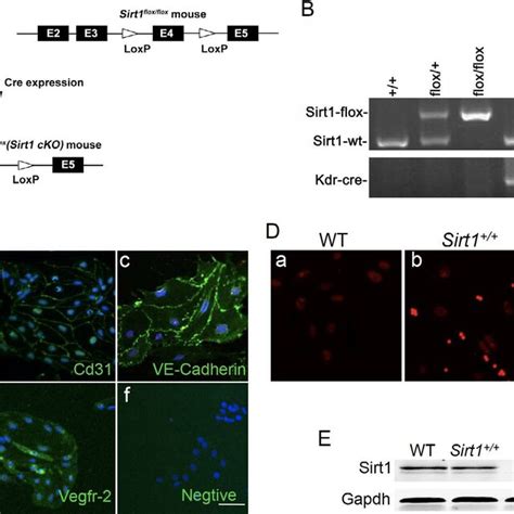 Generation Of Endothelial Cell Specific Sirt1 Knockout Mice And