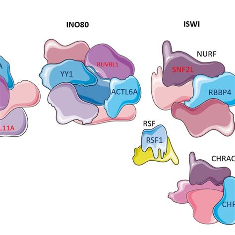 Chromatin Remodeling Complexes And Their Involvement In Ovarian Cancer