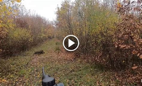 COMPILATION DE TIRS DE SANGLIERS EN BATTUES Blog De Chasseur