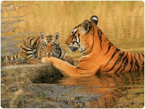 भारत बाघों को बचाकर कैसे कर रहा है दुनिया की मदद कार्बन उत्‍सर्जन