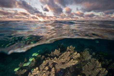 Resilience Based Management Rbm Reef Resilience Network