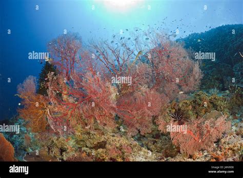underwater recording reef node fields melithaea spec back light