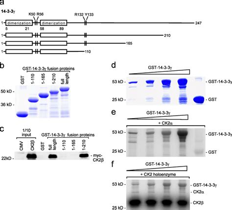 Protein Kinase Ck2 Interacts And Phosphorylates 14 3 3 A Topography