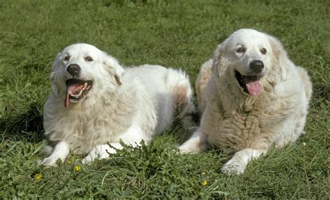 21 Scruffy Dog Breeds Furry Four Footers Ftw
