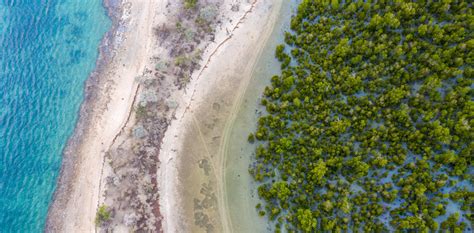 New Mangrove Forest Mapping Tool Puts Conservation In Reach Of Coastal