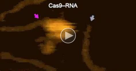 Scientist Captures Incredible Video Of CRISPR Editing DNA In Real Time TwistedSifter