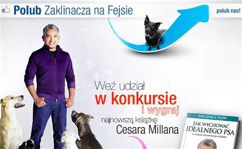 Zaklinacz psów powraca Blog Kakadu ZOO