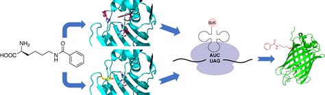 Genetic Incorporation Of ϵ‐n‐benzoyllysine By Engineering