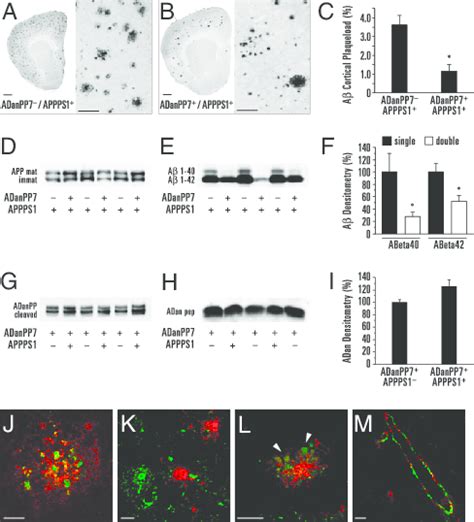 Aβ Deposition Is Reduced And Not Coincident With Adan Deposition In
