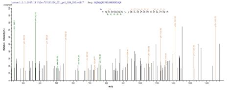 Recombinant Human CCAAT enhancer binding protein delta CEBPD 重组蛋白 武汉华美生物