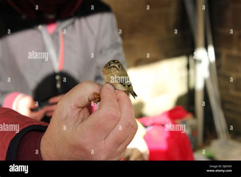 Goldcrest Gold crest Stock Photo - Alamy