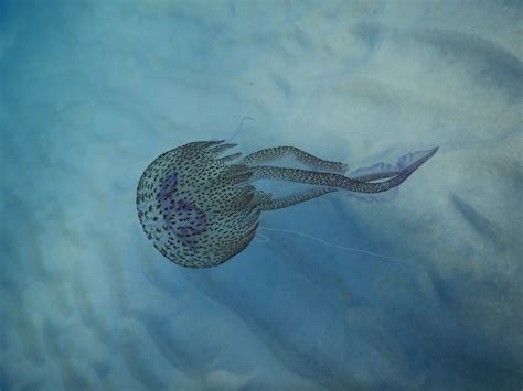 Traces Of The Day Siphonichnus And Teichichnus